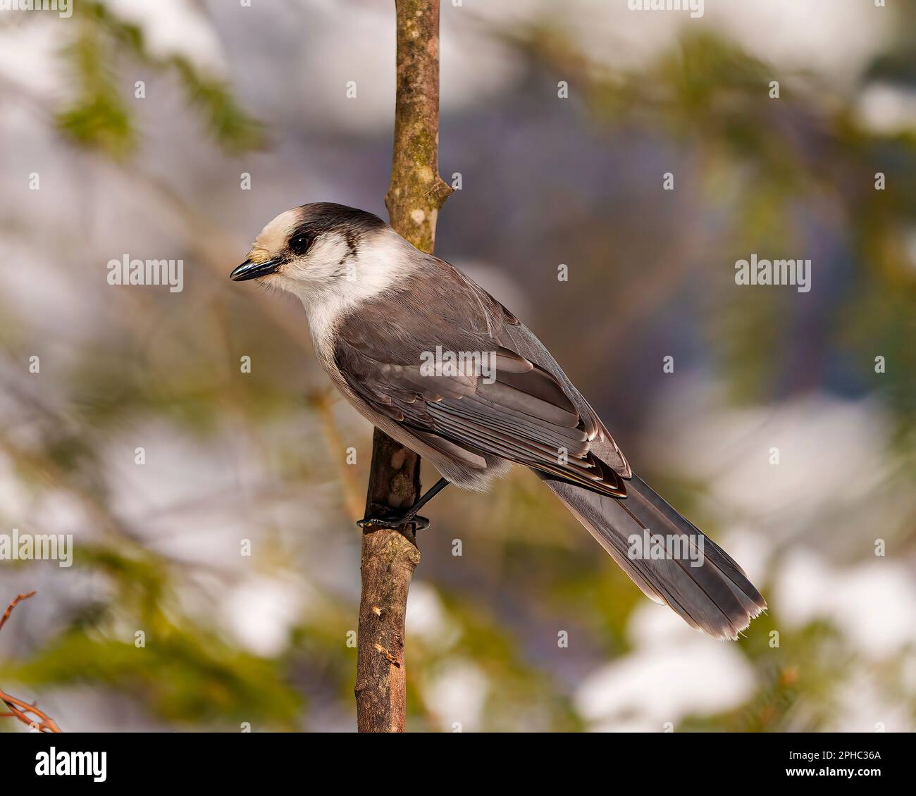 Grey Jay bird perched on a tree branch displaying grey colour, tail ...