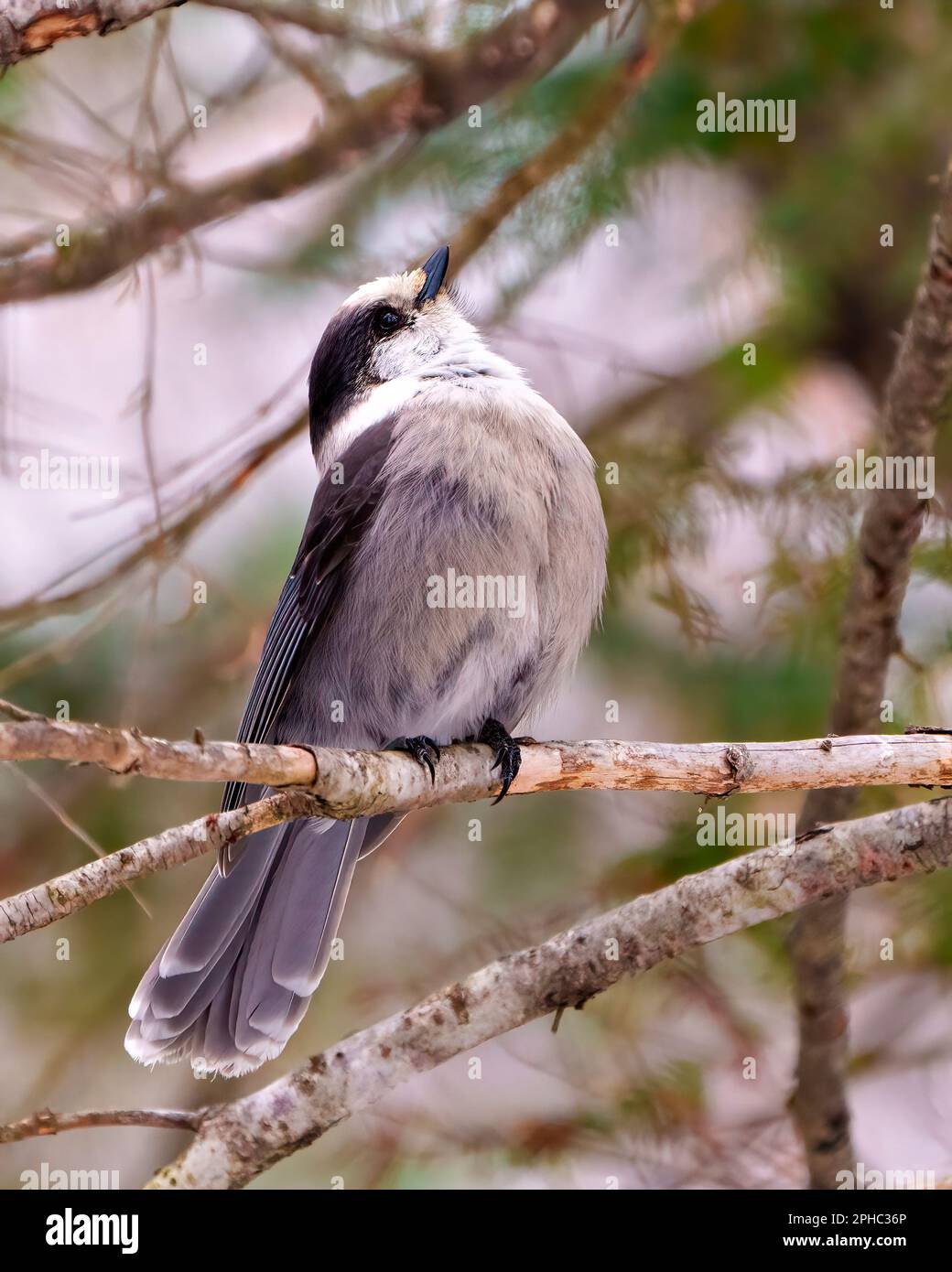 Grey Jay bird perched on a tree branch displaying grey colour, tail ...