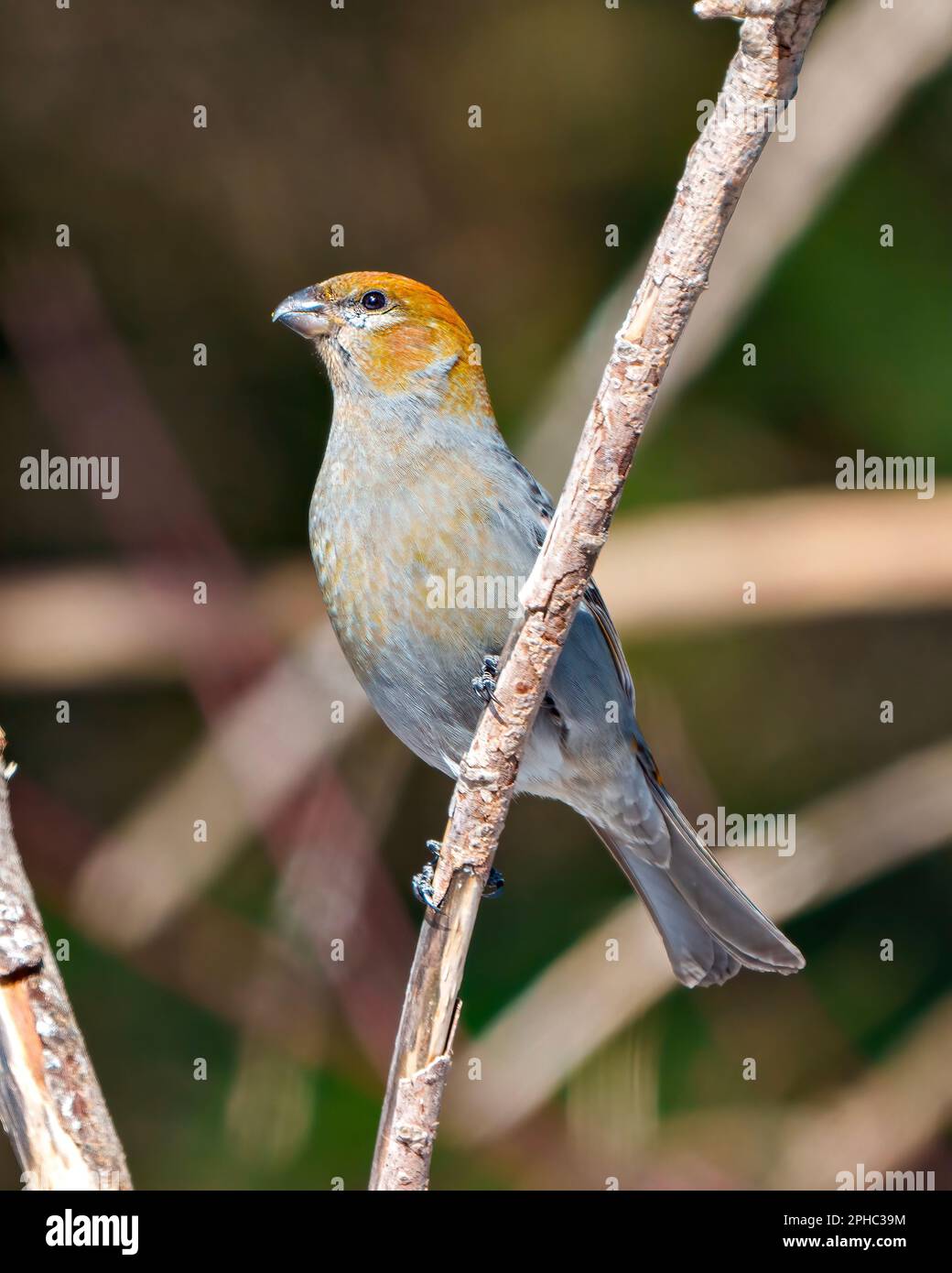 Pine Grosbeak female perched on a branch with a blur forest background ...