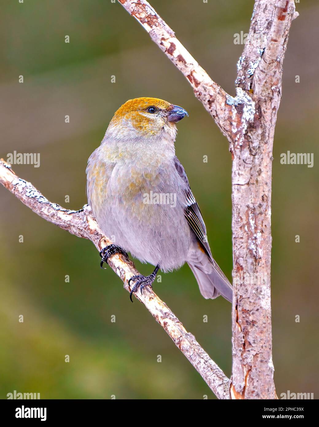 Pine Grosbeak female front view perched on a branch with a blur forest ...