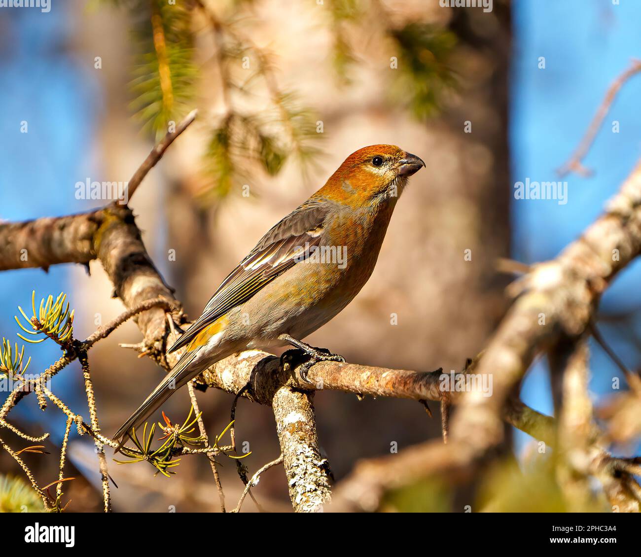 Pine Grosbeak female perched on a branch with a blur forest background ...