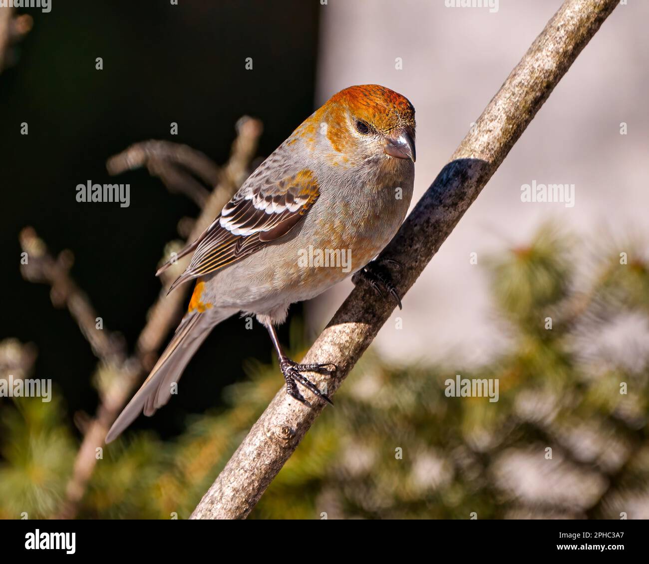 Pine Grosbeak female perched on a branch with a blur forest background ...