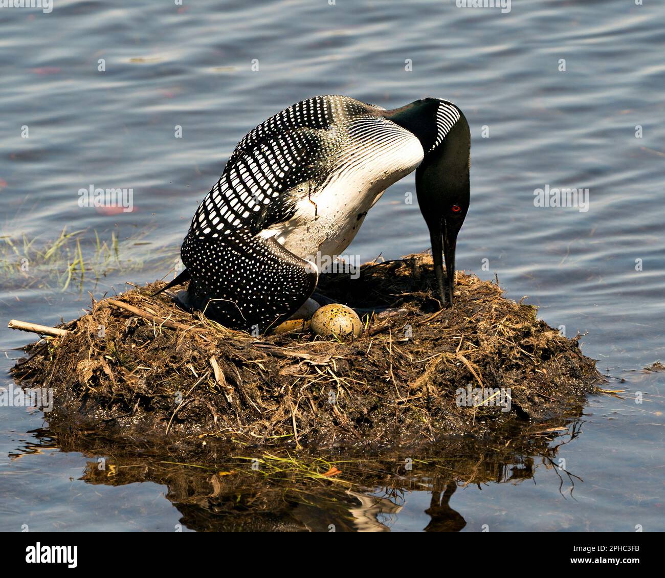 Loon nesting and looking at eggs on its nest with marsh grasses, mud ...