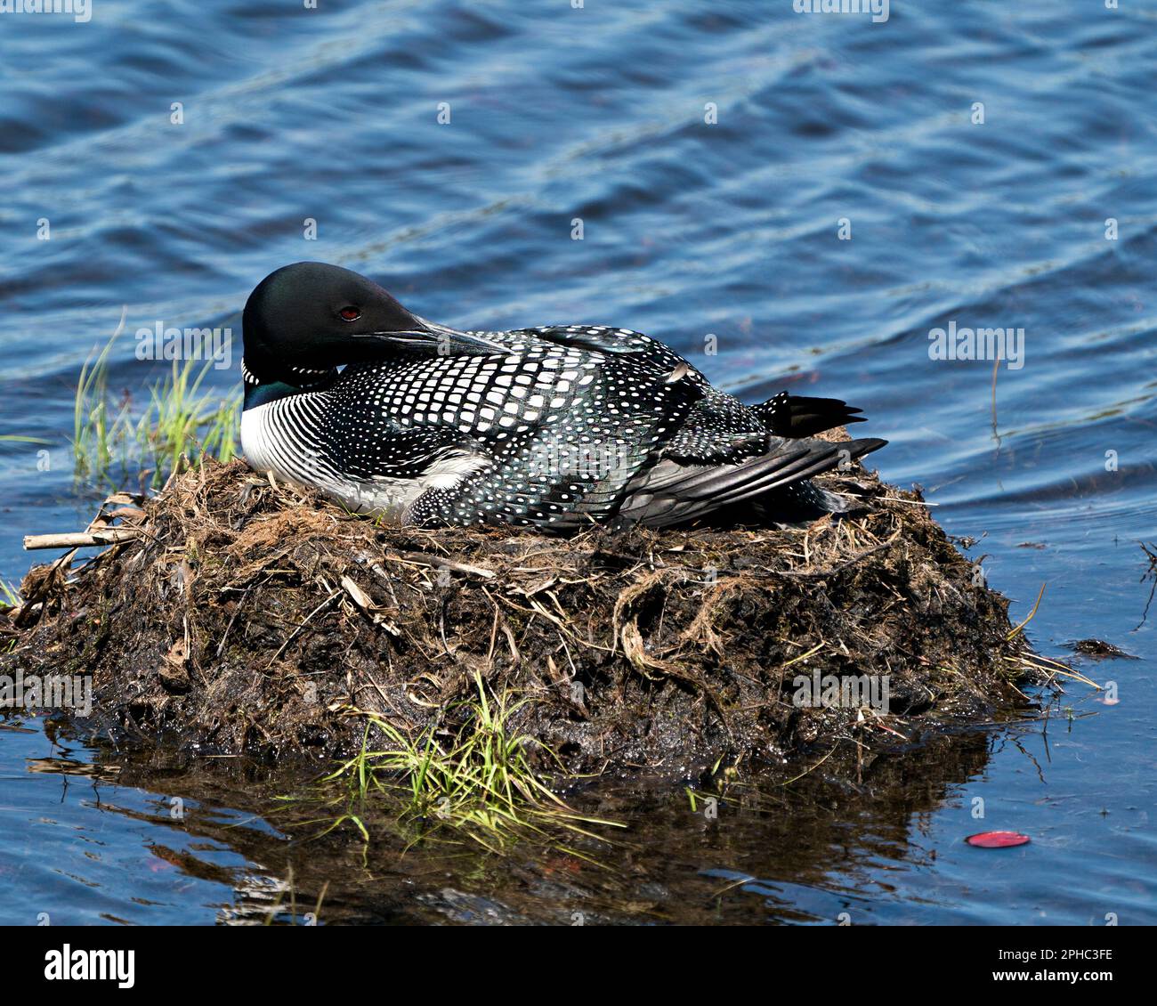 Loon nesting and resting head on body in its environment and habitat displaying red eye, black ...