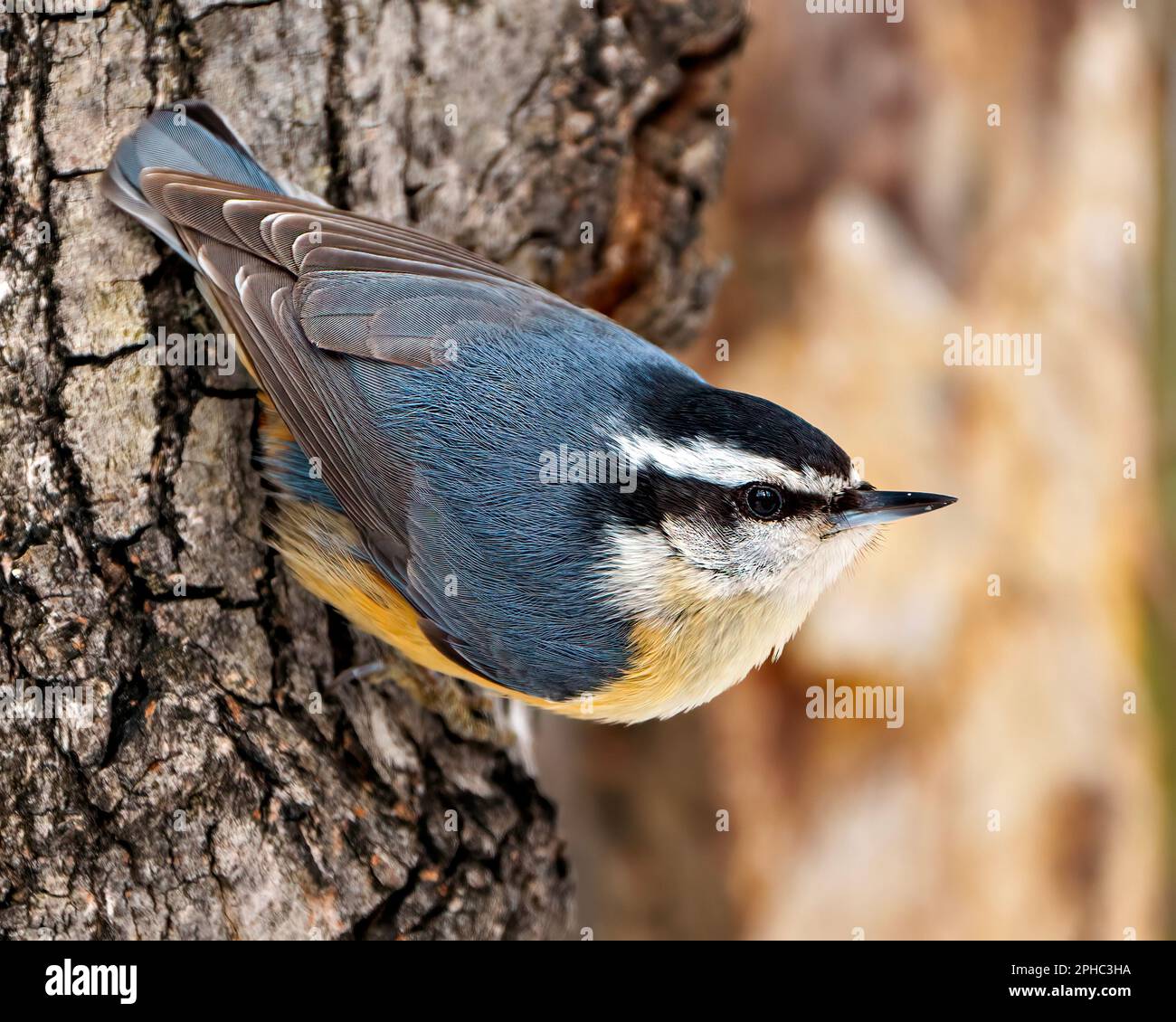 Red-breasted Nuthatch clinging on a tree trunk with a blur background ...