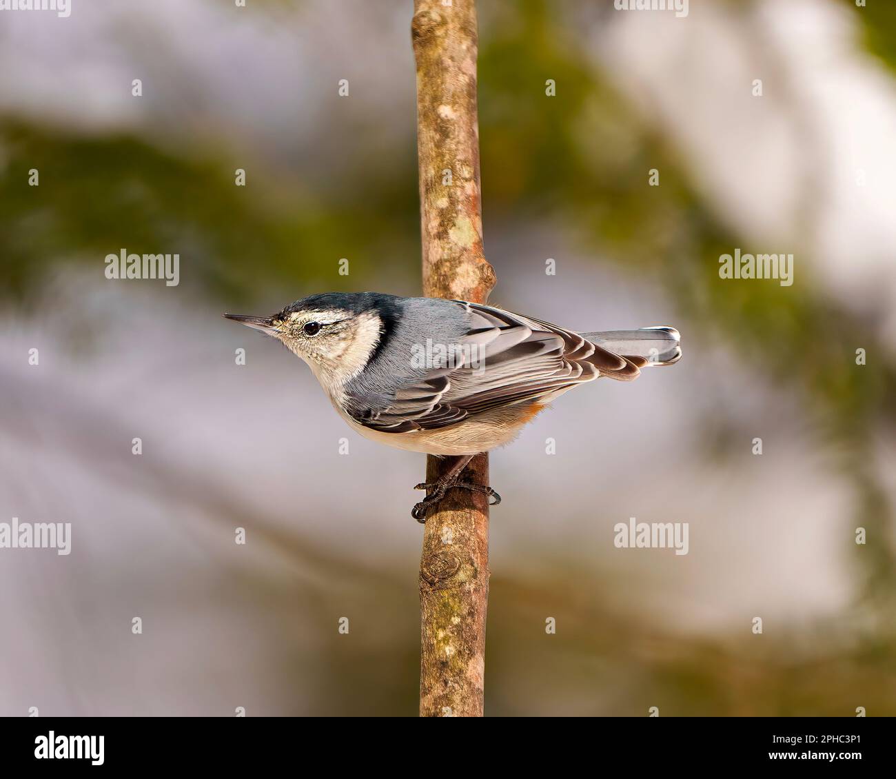 White-breasted Nuthatch perched on a tree branch in its environment and ...