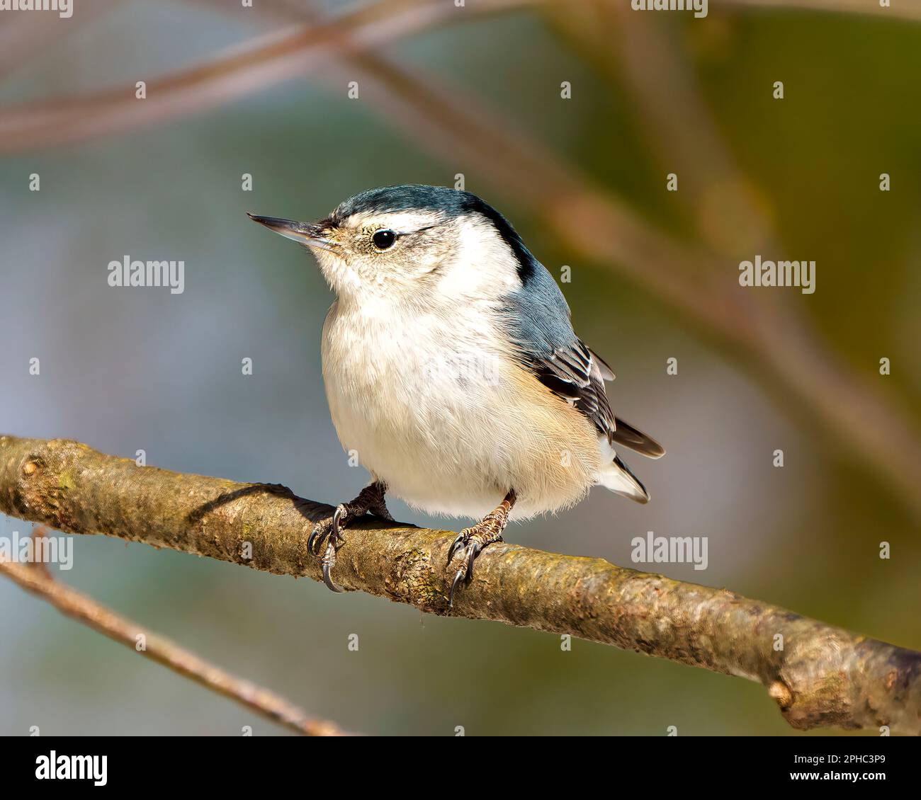 White-breasted Nuthatch perched on a tree branch with a blur background ...