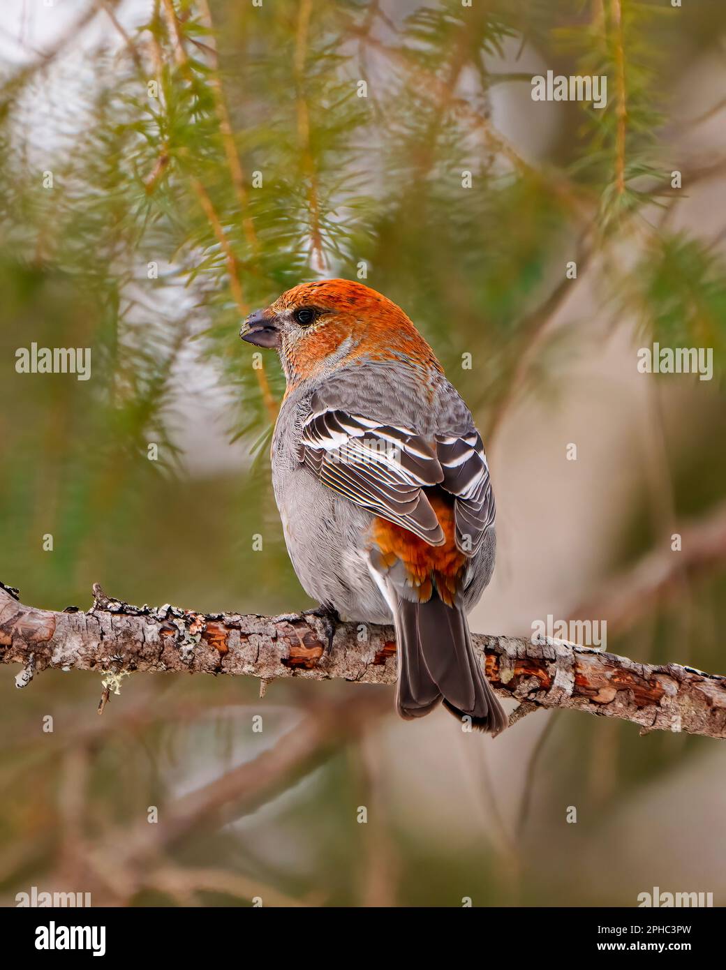 Pine Grosbeak female back view perched on a branch with a blur forest ...