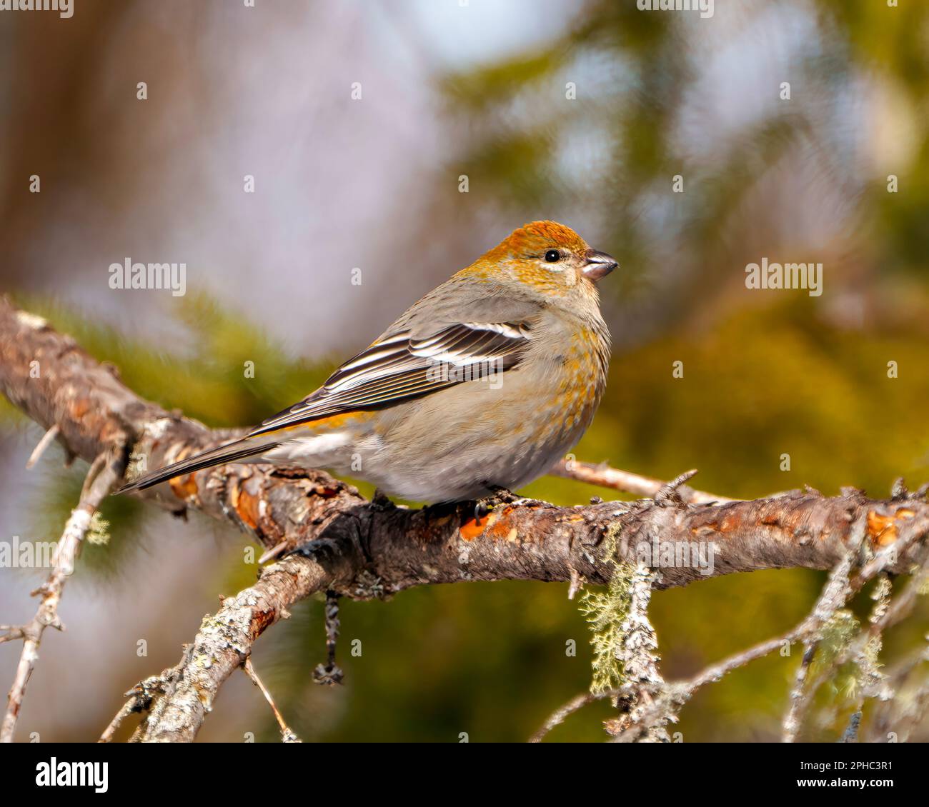 Pine Grosbeak female side view perched on a branch with a blur forest ...