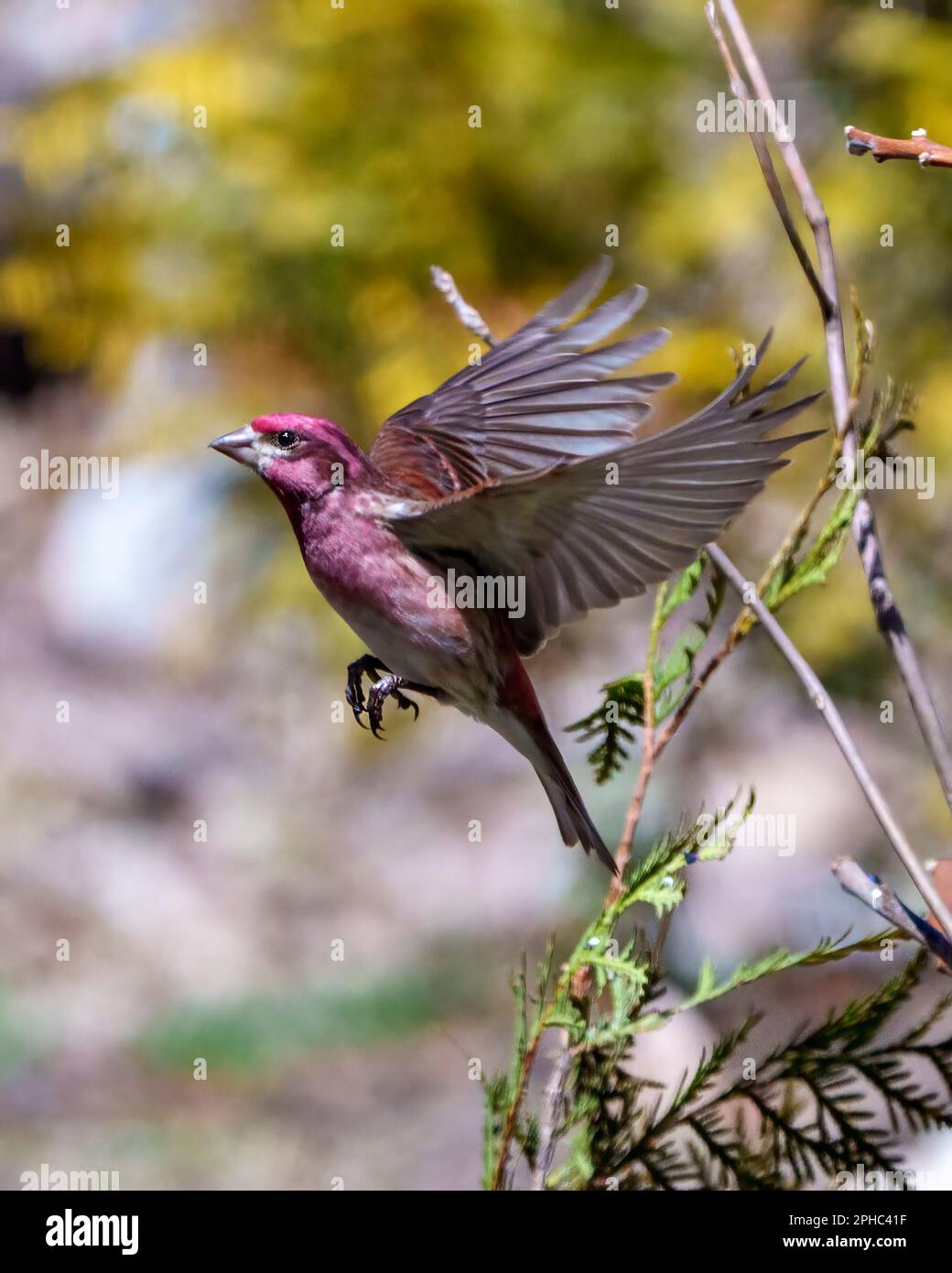 Finch male flying with its beautiful red colour spread wings with a ...