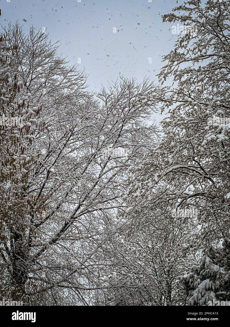 Snow flakes falling trees hi-res stock photography and images - Alamy