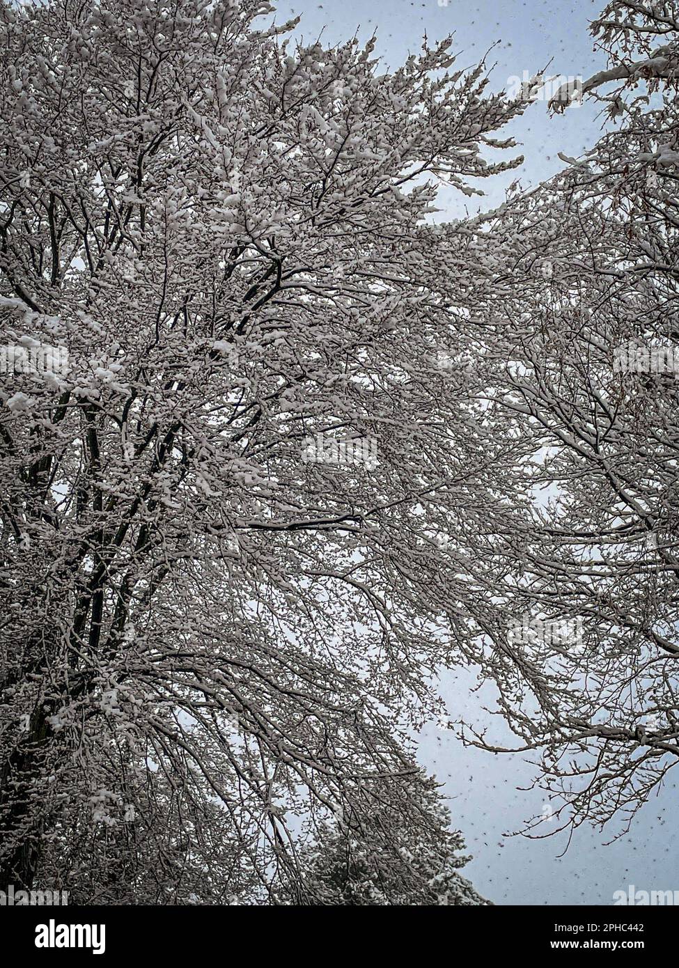 Snow flakes falling trees hi-res stock photography and images - Alamy