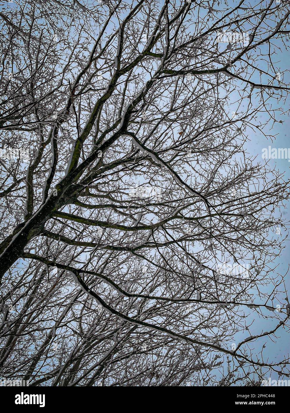 Snow flakes falling trees hi-res stock photography and images - Alamy