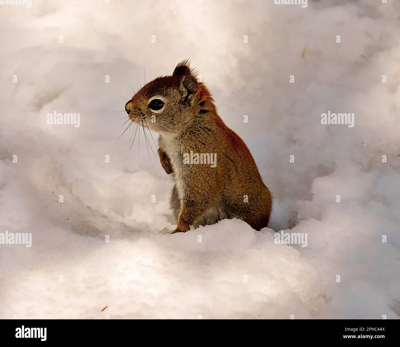Squirrel male close-up side view sitting on snow by its animal den and ...