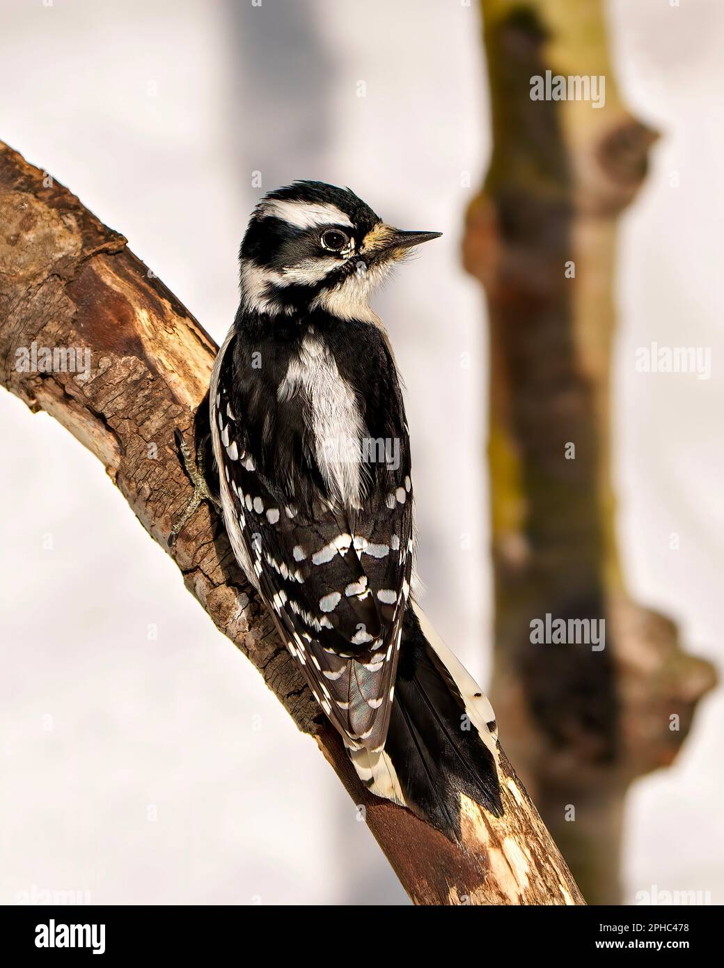Woodpecker female rear view climbing a tree branch with a forest ...