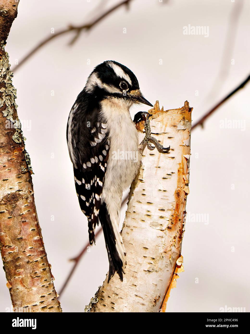 Woodpecker female close-up profile side view gripping to a birch tree ...