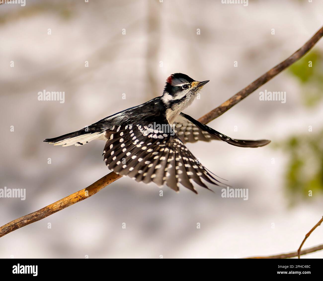 Woodpecker male flying over a branch with a white blur background in ...