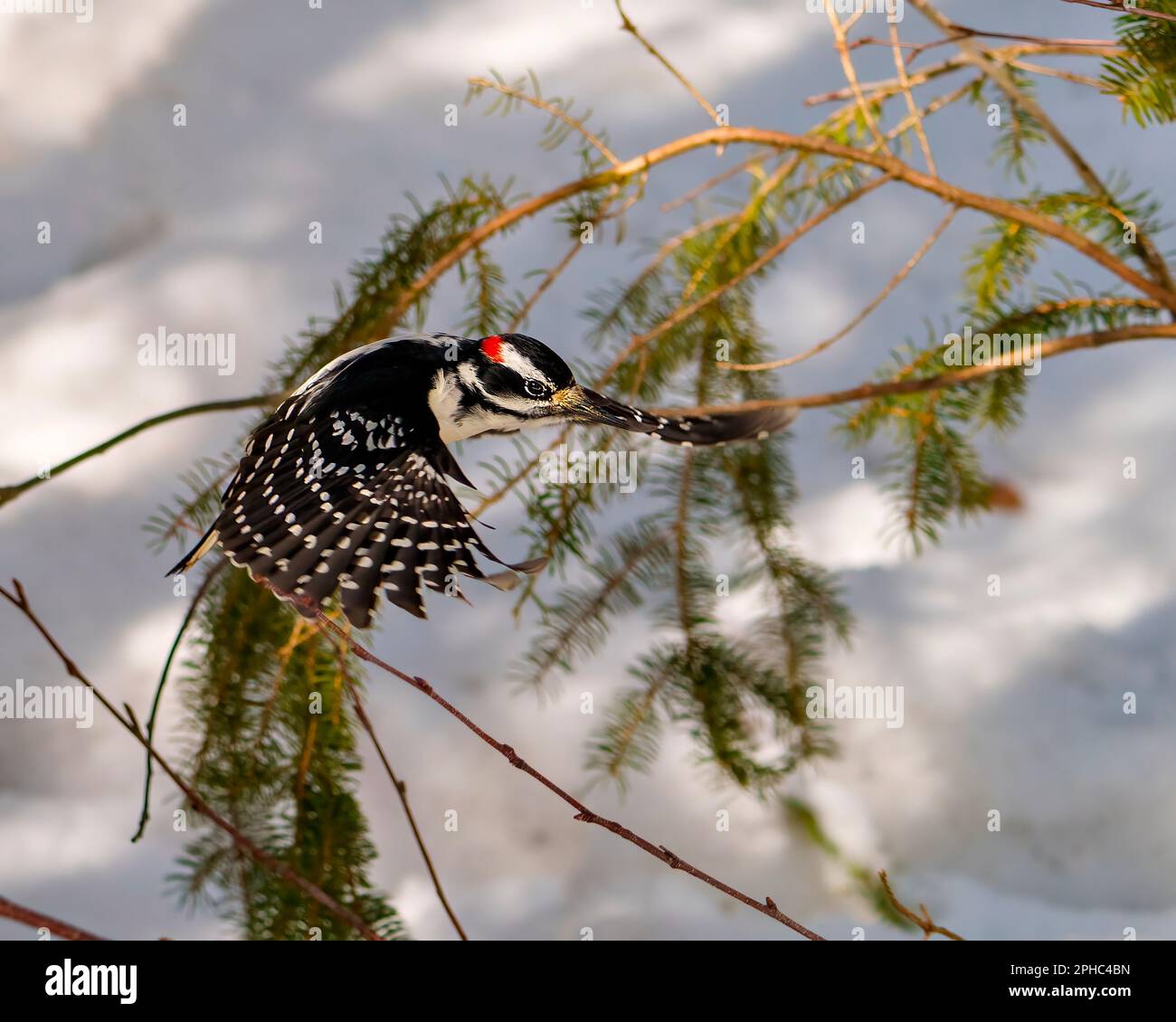 Woodpecker male flying from a branch with spread wings with a white ...