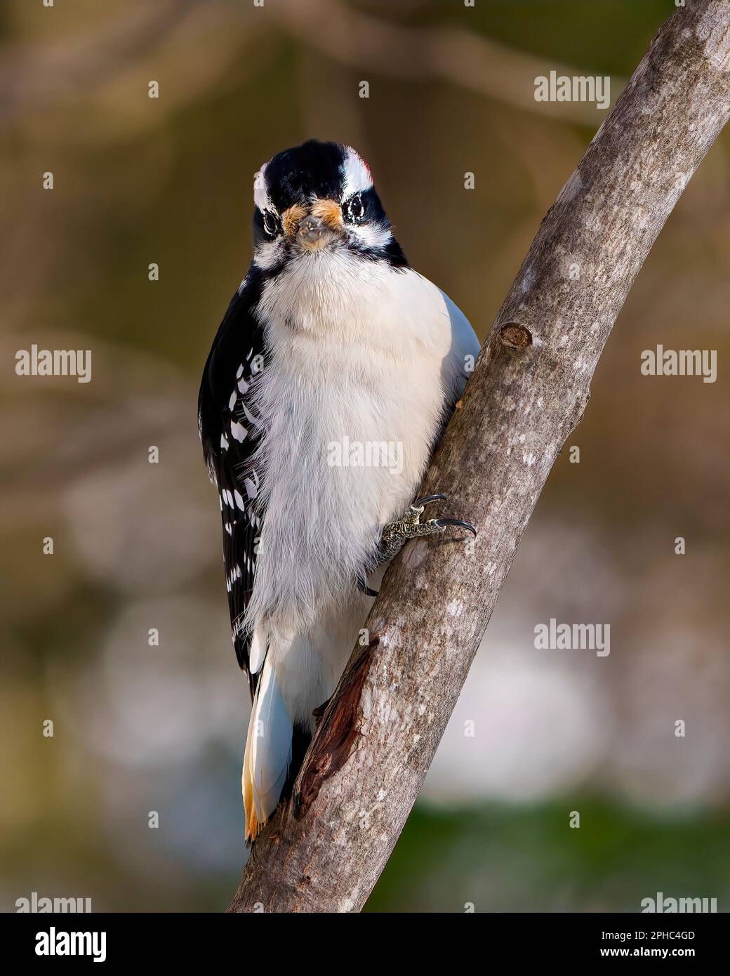 Woodpecker male front view perched on a tree trunk with a blur brown ...