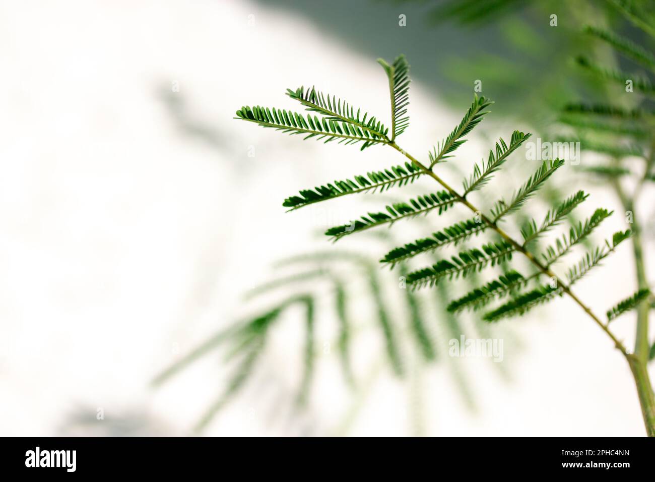 Mimosa pudica with small green leaves grows in a ceramic pot. Shy or ...