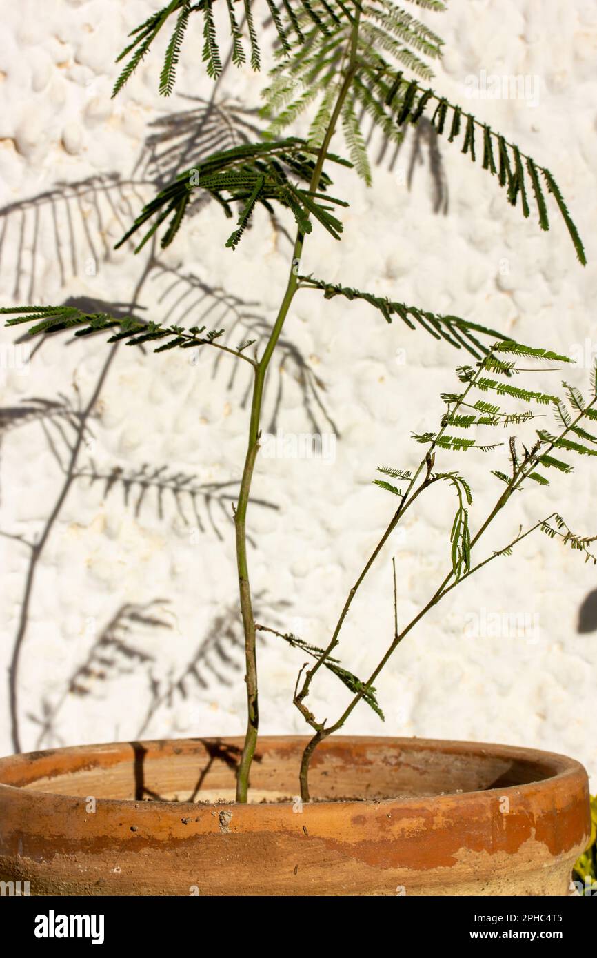 Mimosa pudica with small green leaves grows in a ceramic pot. Shy or ...
