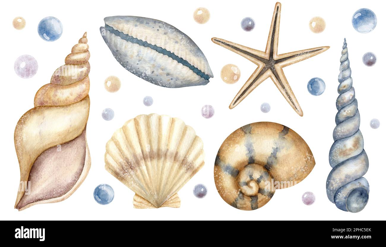 Set of Seashells. Big hand drawn Bundle of Sea Shells on isolated ...