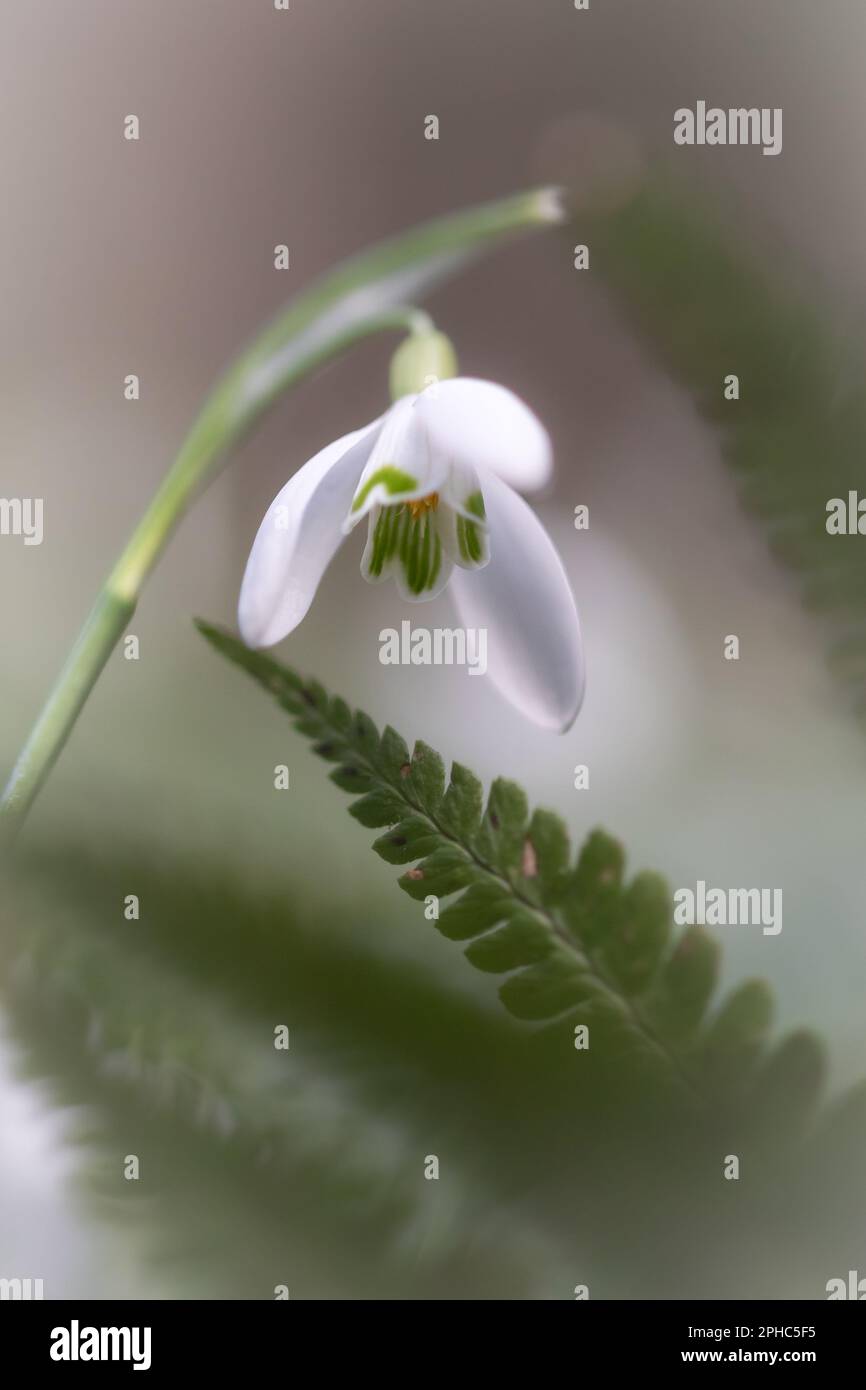 Amongst the ferns of the woodland a snowdrop flower (Galanthus nivalis ...