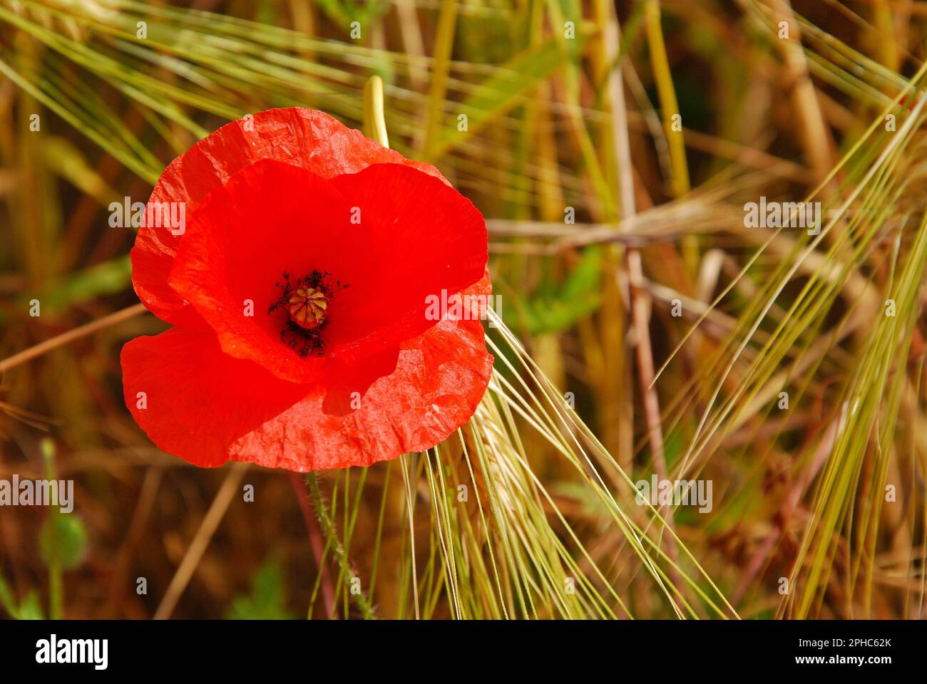 Poppy fields war hi-res stock photography and images - Alamy