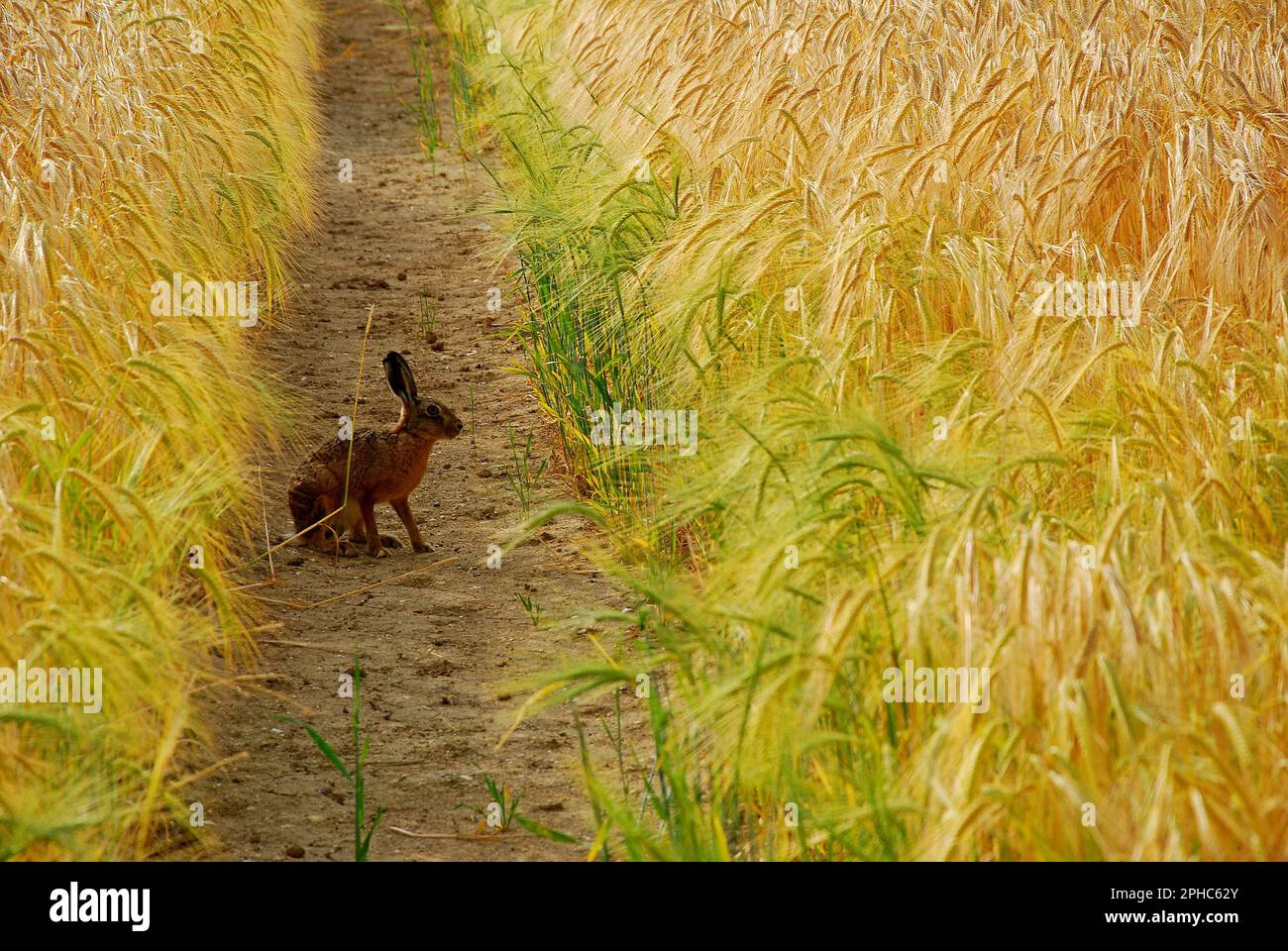 Farm hare hi-res stock photography and images - Alamy