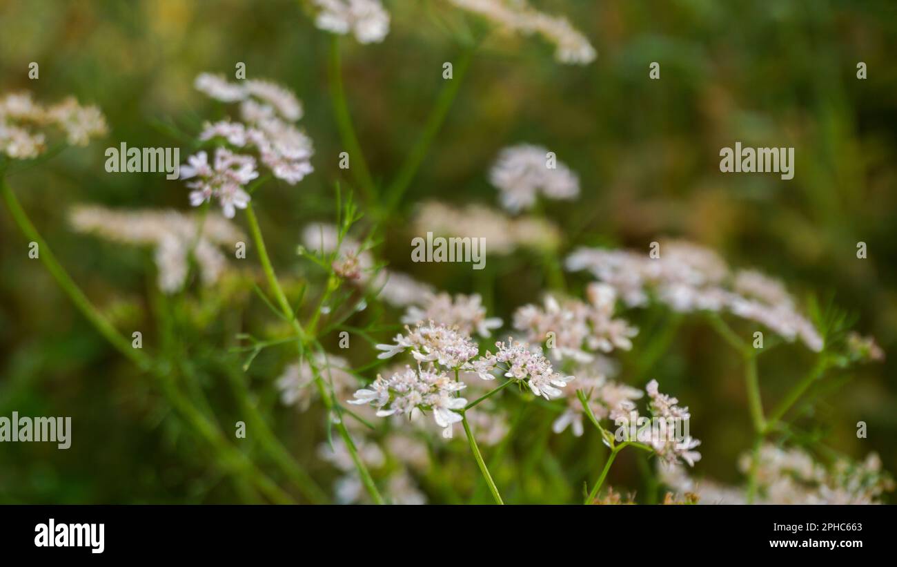 Coriander flowers (Dhonia Pata). Coriander flowers are small in size ...