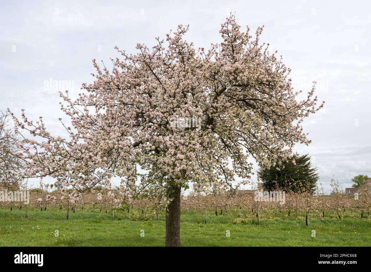 Apple blossom in bloom in an old fashioned cider orchard Stock Photo ...