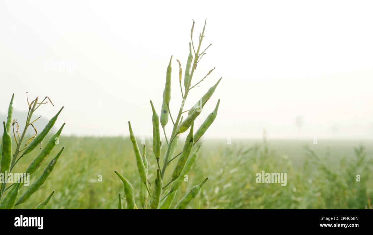 Mustard is a dicotyledonous plant of the Brassica or Crucifera family ...