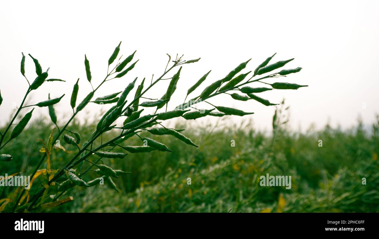 Mustard is a dicotyledonous plant of the Brassica for Cruciferae family ...