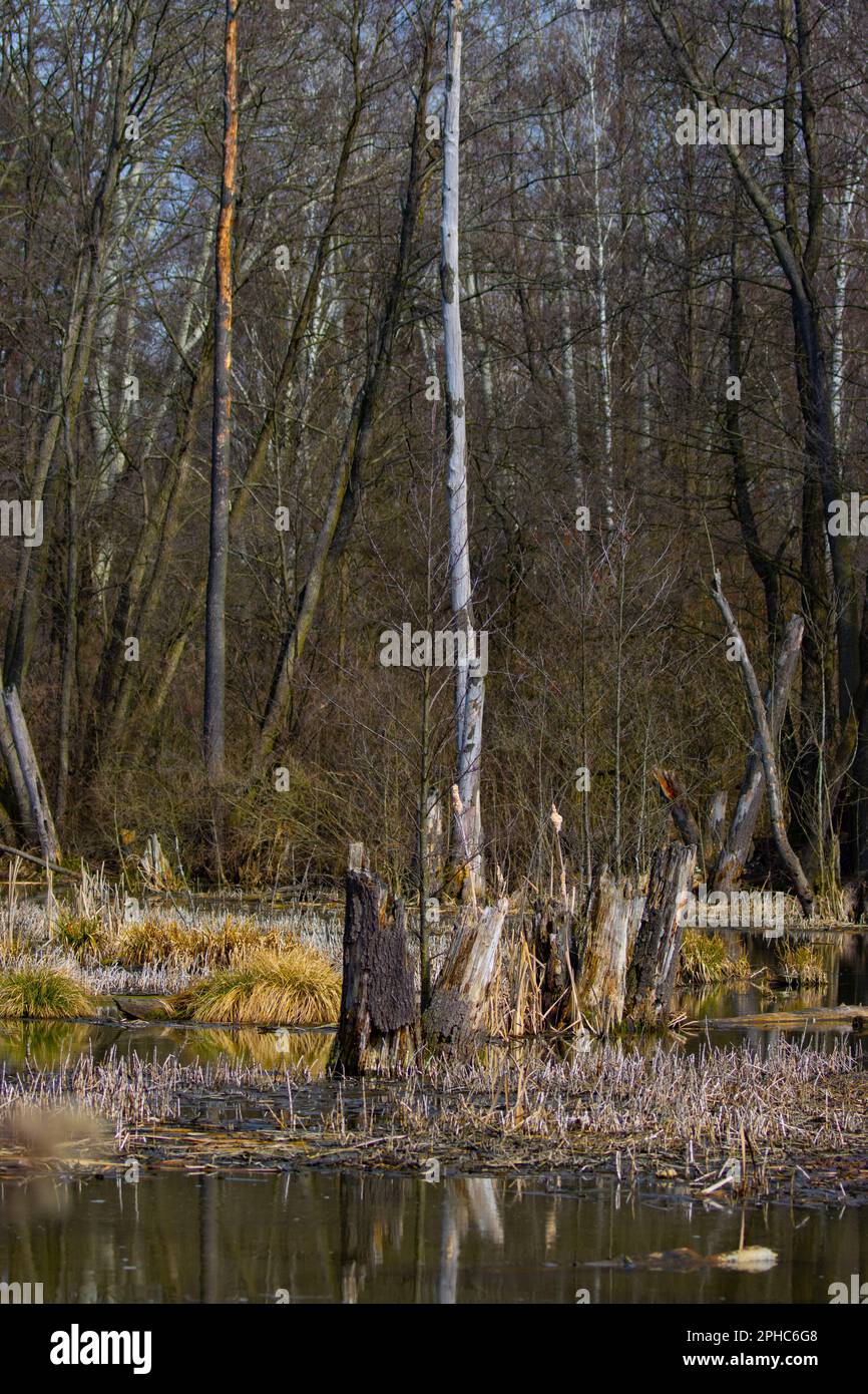Backwaters in an old forest. Old trees in a wet forest Stock Photo - Alamy