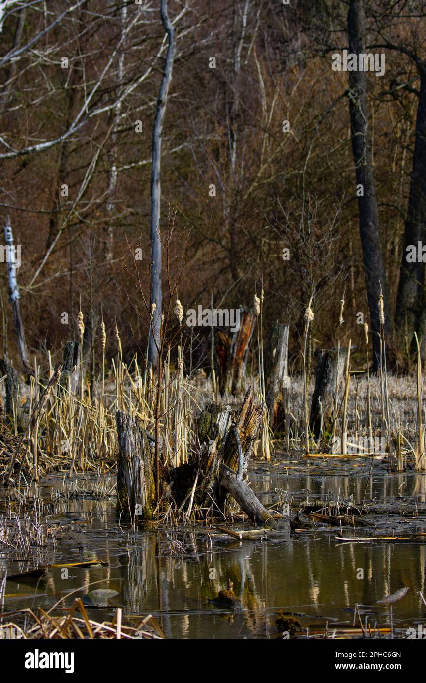 Backwaters in an old forest. Old trees in a wet forest Stock Photo - Alamy