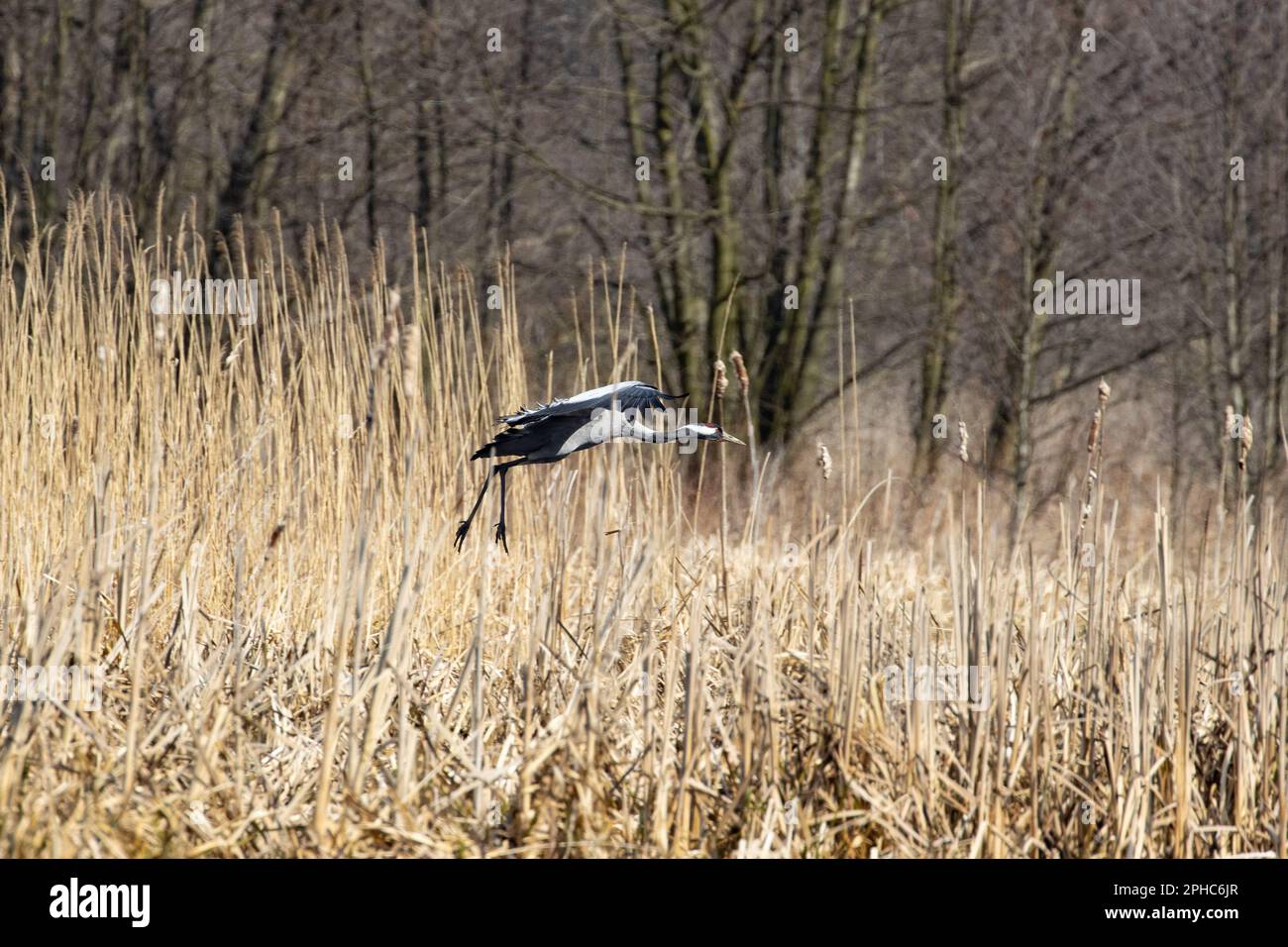 Crane flight migration hi-res stock photography and images - Alamy