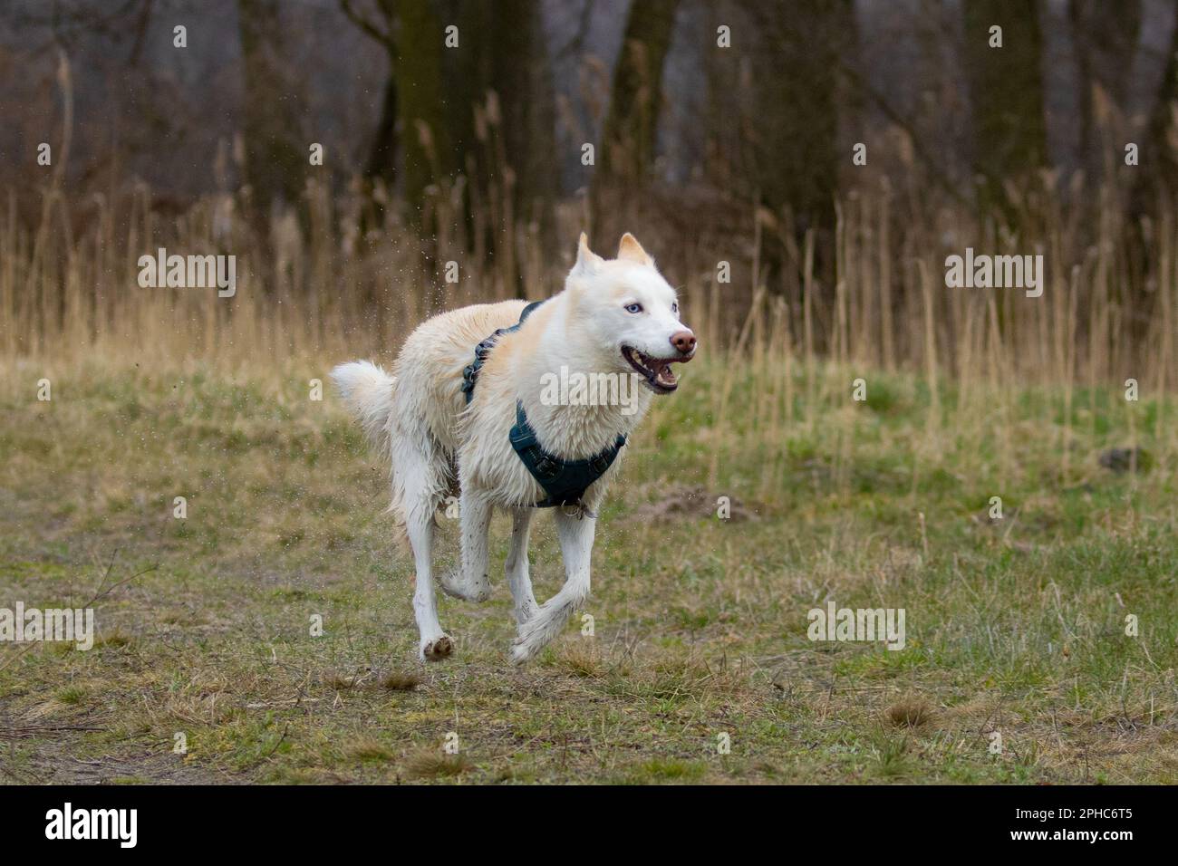A white dog running in a patch. A white dog with blue eyes. Husky Stock ...