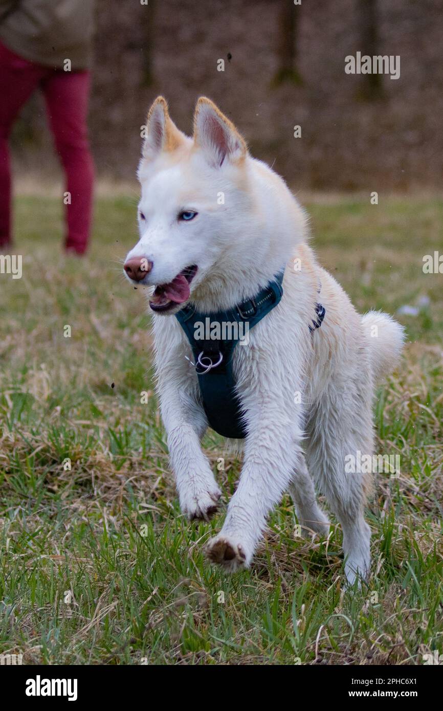 A white dog running in a patch. A white dog with blue eyes. Husky Stock ...