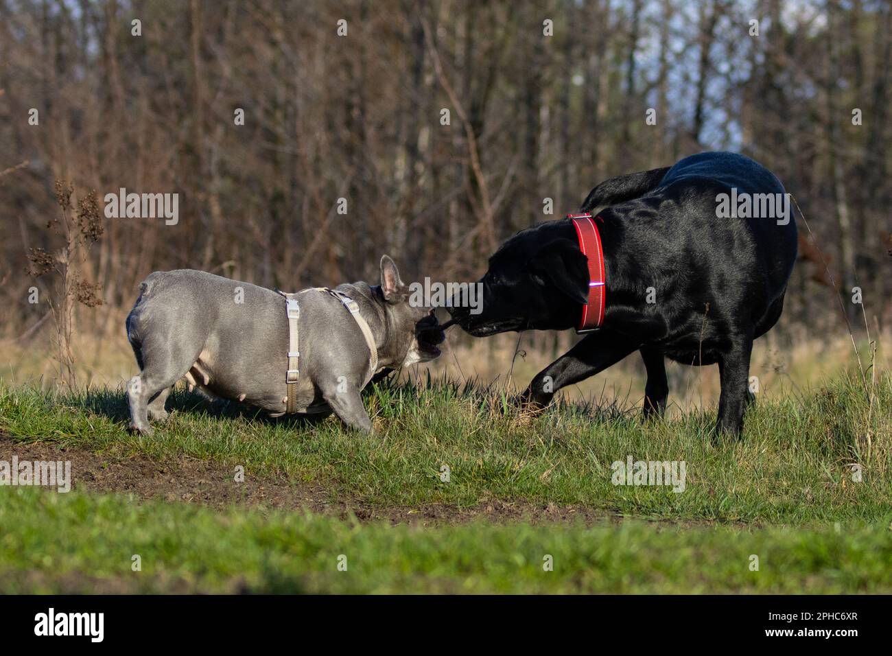 Funny fight hi-res stock photography and images - Alamy