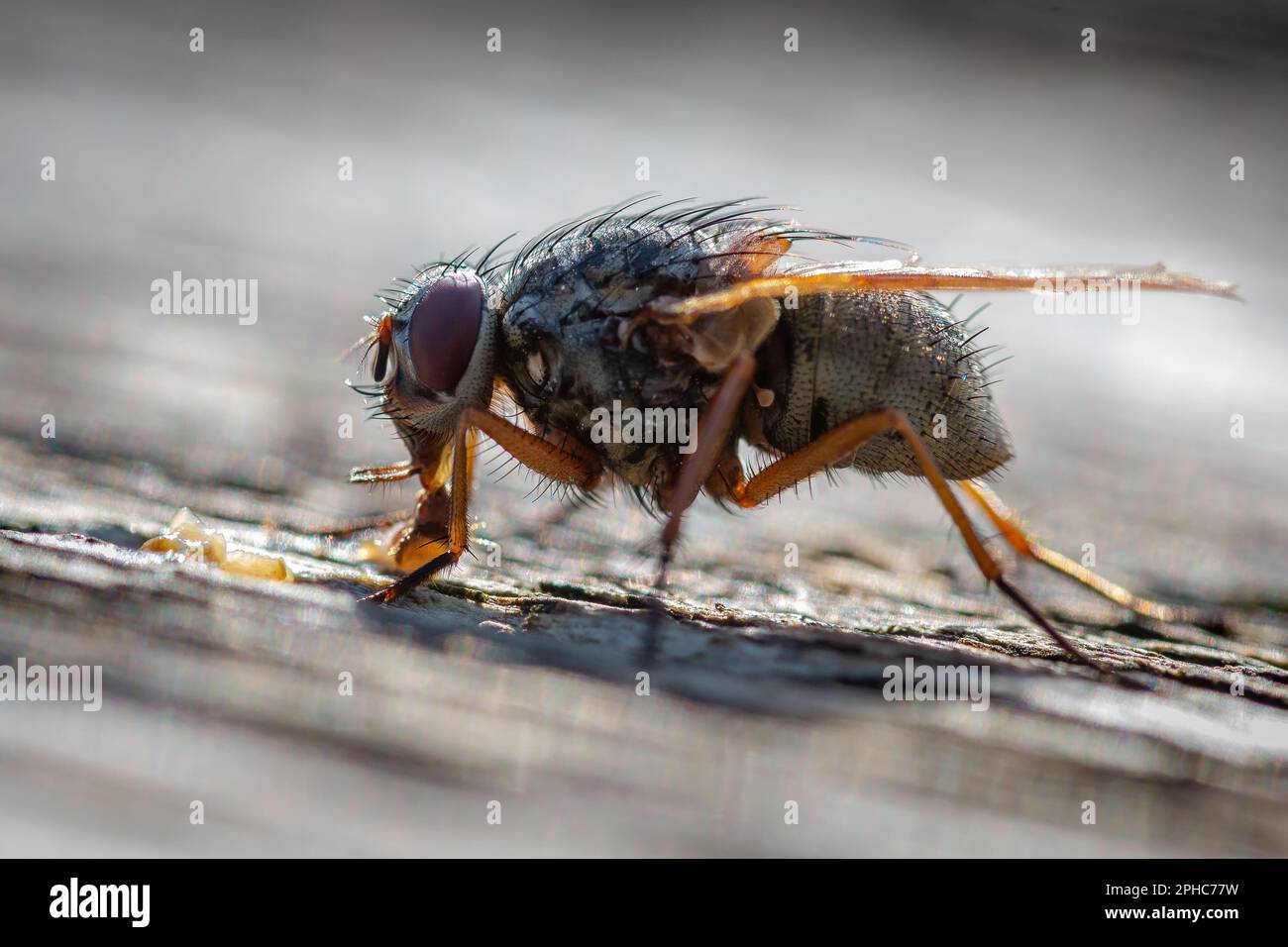 Flies on poo hi-res stock photography and images - Alamy