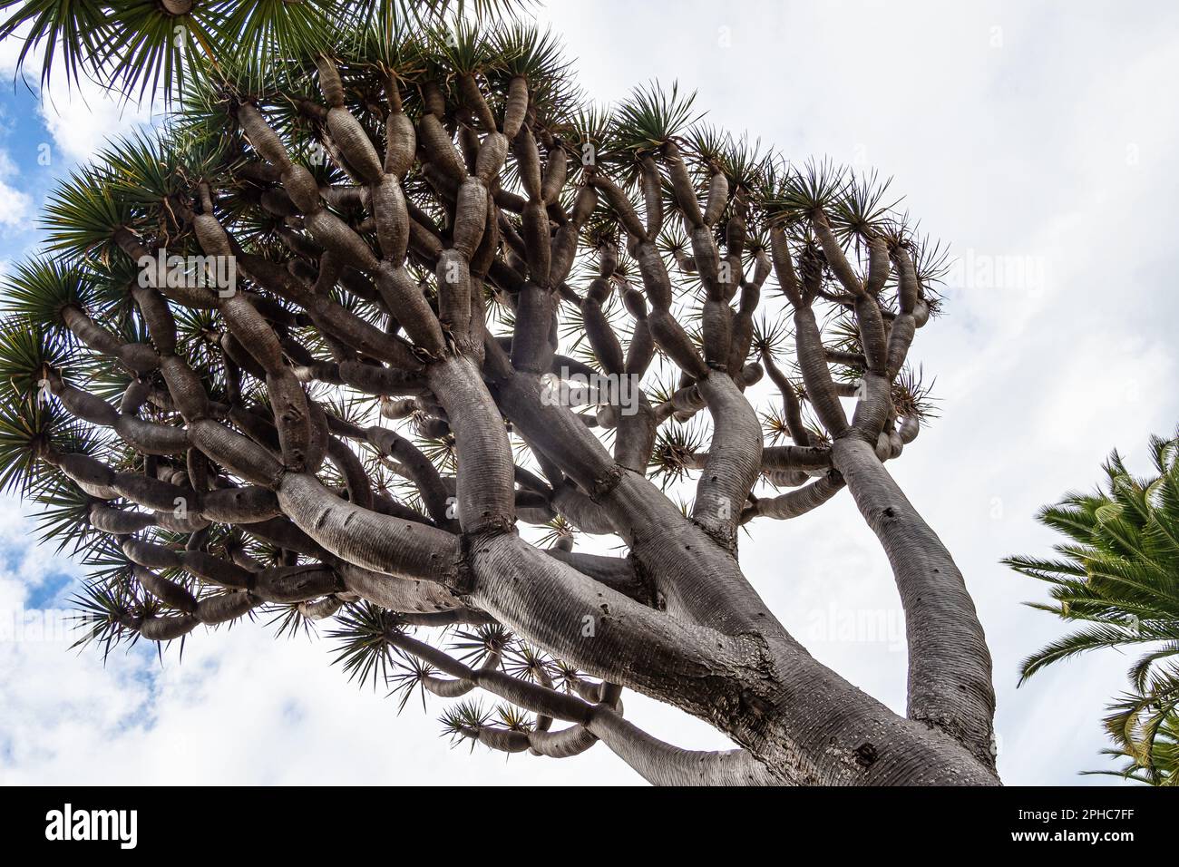 Gran canaria dragon trees hi-res stock photography and images - Alamy