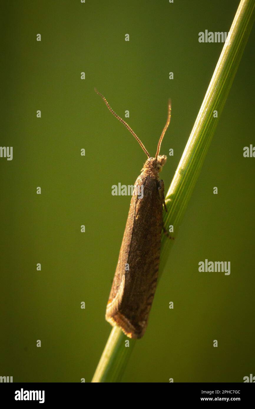 The sun rises behind the micromoth (Microlepidoptera) on the grass of ...