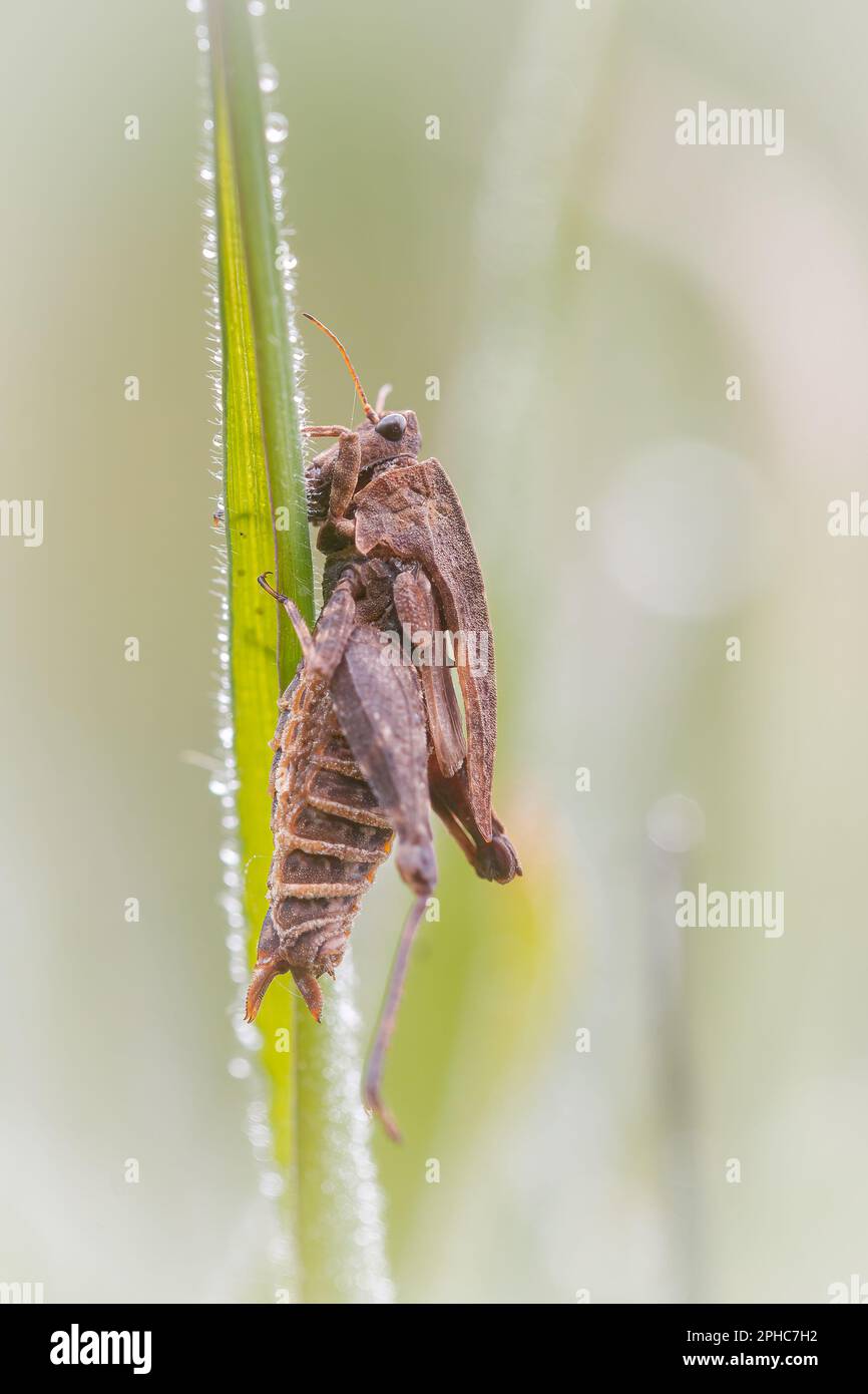 Hidden in the dew covered grassland is the common groundhopper (Tetrix ...