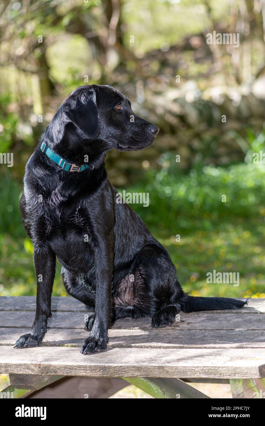Portrait of a young black Labrador sitting on a picnic table Stock ...