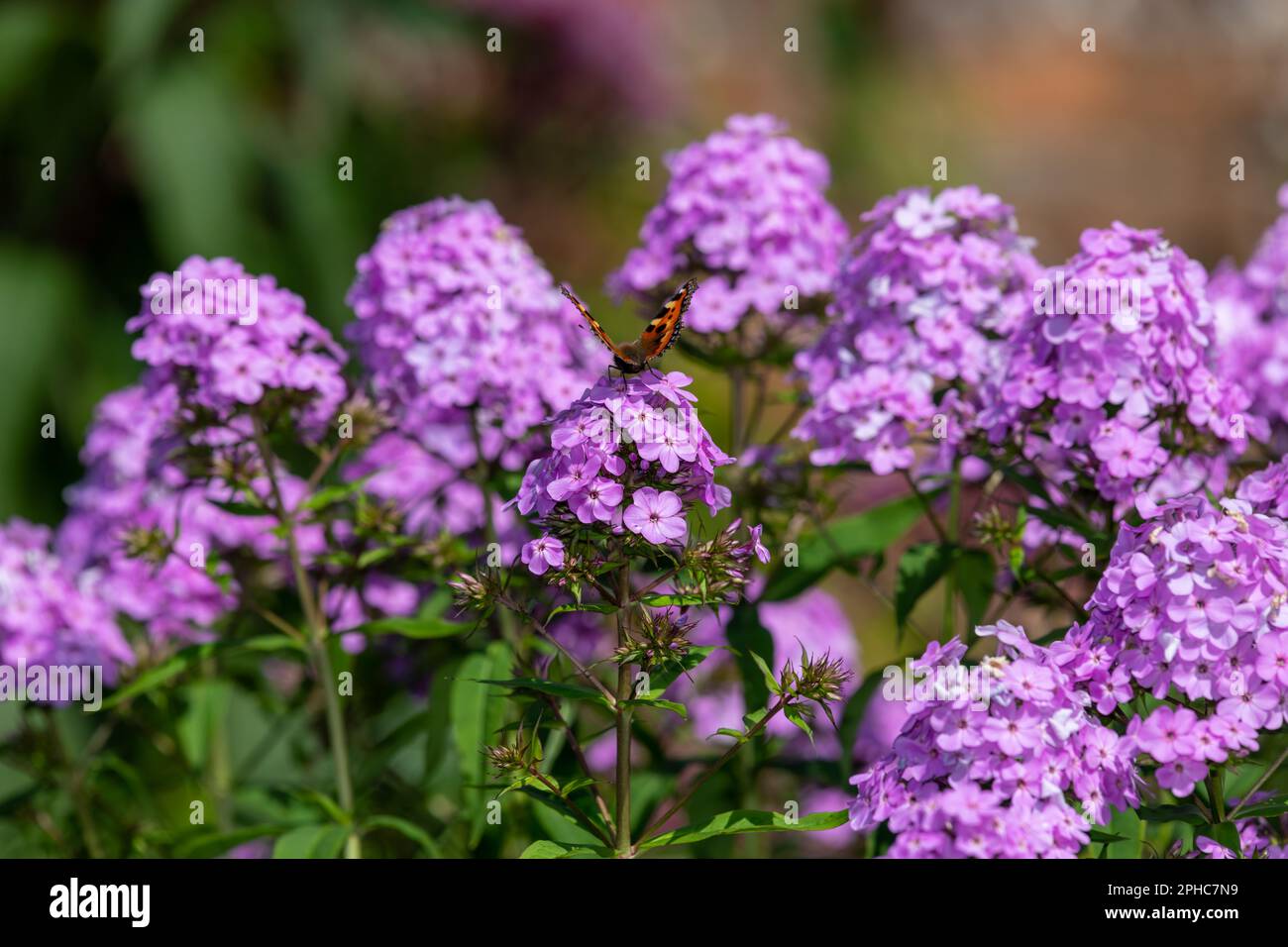 Close up of pink garden phlox (phlox paniculata) flowers in bloom Stock ...