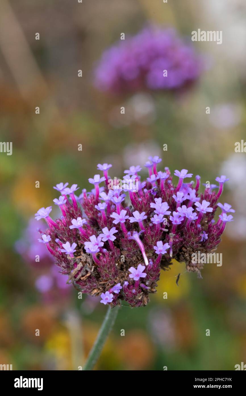 Close up of purpletop vervain (verbena bonariensis) in bloom Stock ...