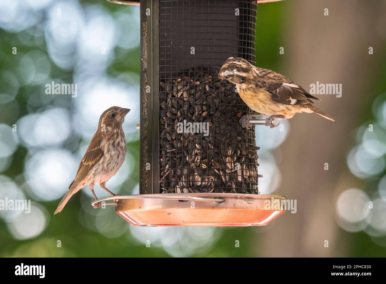 Female Rose-breasted grosbeak with purple finch eating seeds at ...