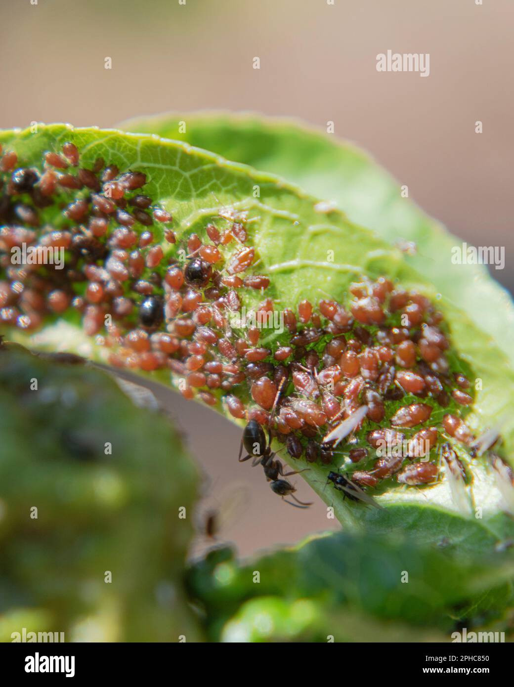 Sap sucking insects hi-res stock photography and images - Alamy