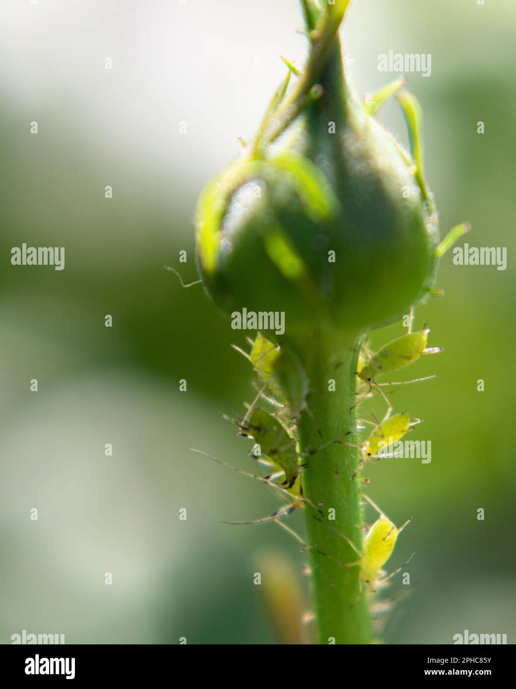 Rose aphids hi-res stock photography and images - Alamy