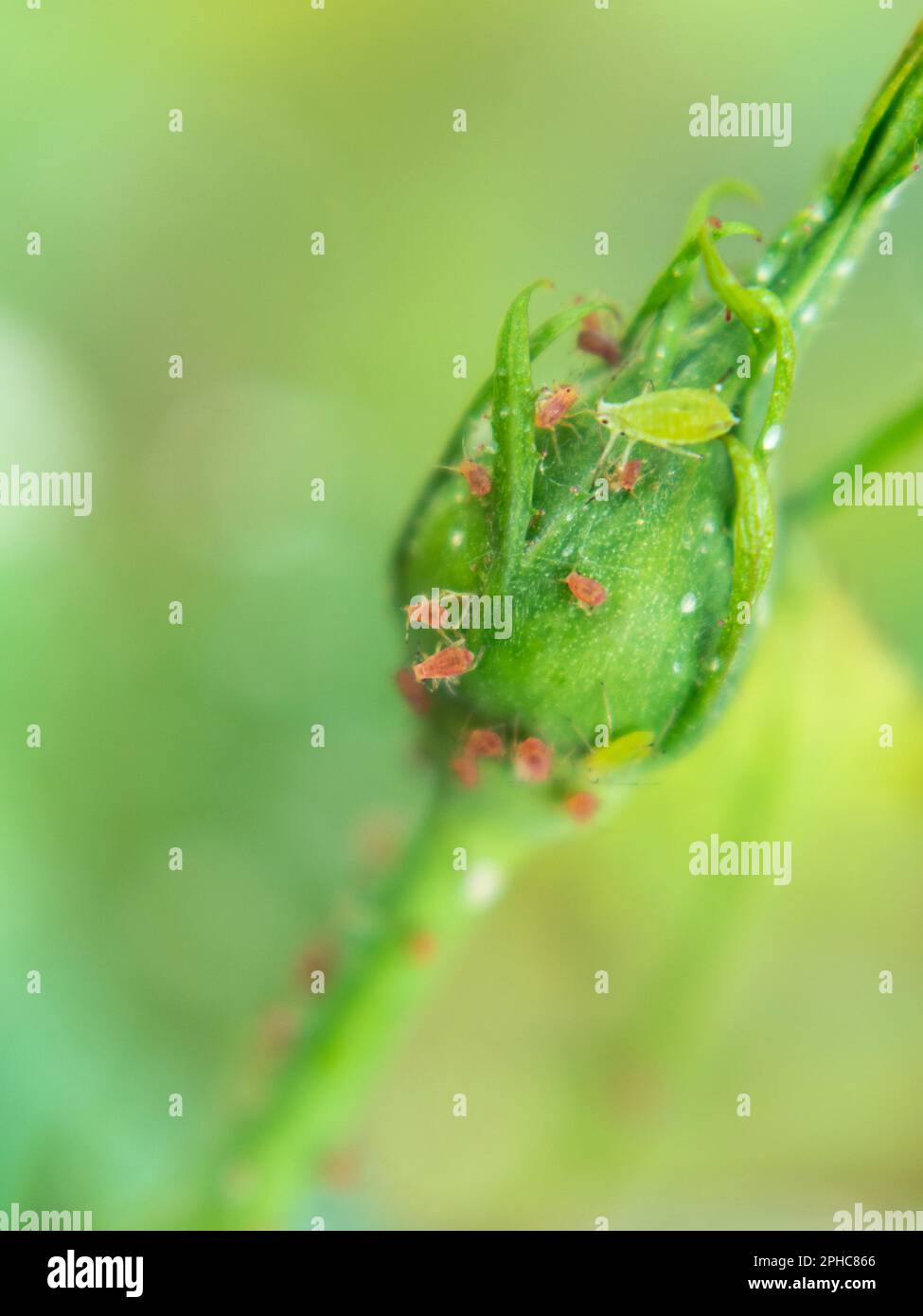 Rose aphids hi-res stock photography and images - Alamy